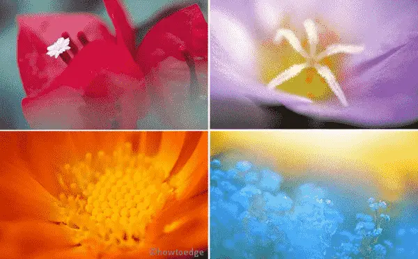 [Download] Flower Petals Windows 10 Theme - Howtoedge