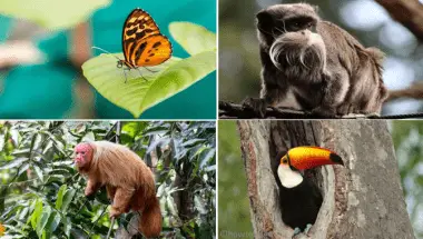 [Download] Amazon Wildlife PREMIUM Windows 10 Theme
