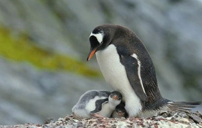 Rare Collection of 50 Windows 11 Official Themes