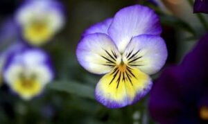 Rare Collection of 50 Windows 11 Official Themes