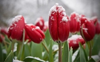 Rare Collection of 50 Windows 11 Official Themes