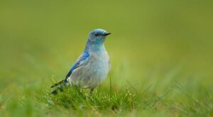 Rare Collection of 50 Windows 11 Official Themes